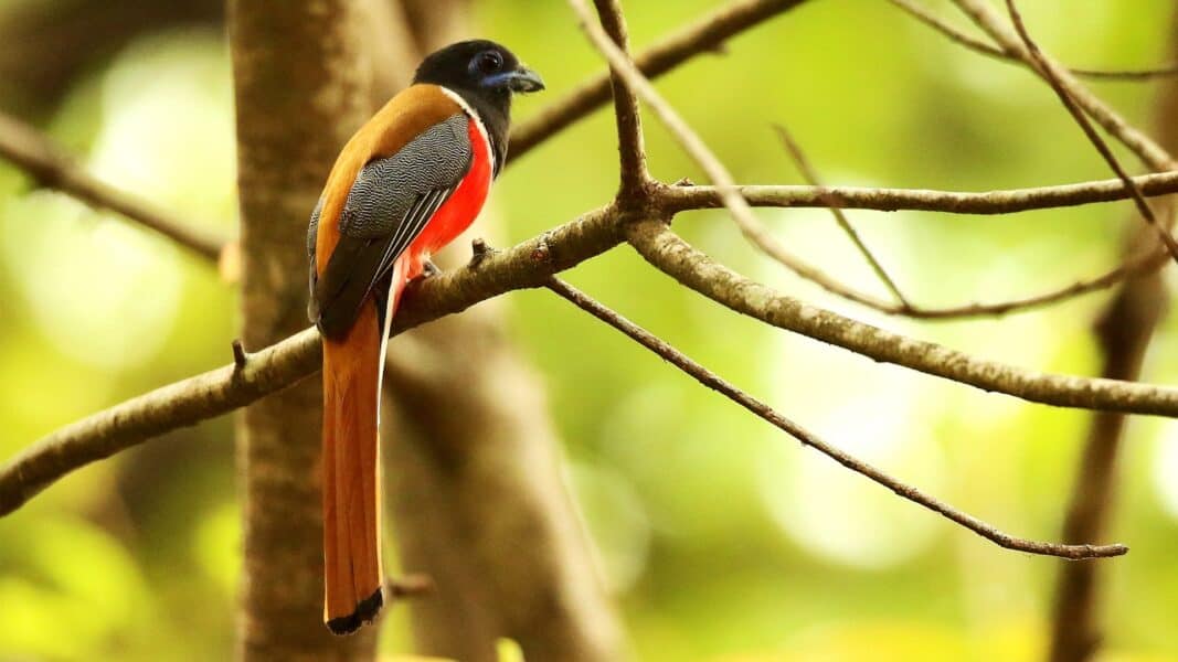 19 Best Places for Bird Watching in Sri Lanka: A Birder's Guide